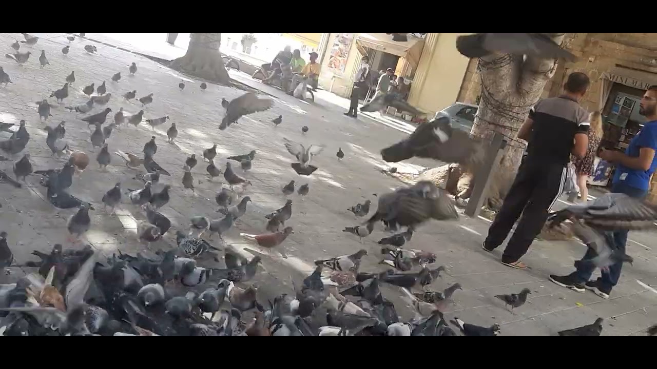Feeding kalapati here in Cyprus - YouTube