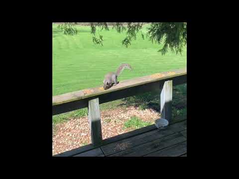 Catching a squirrel caching and then is disrupted by another squirrel ...