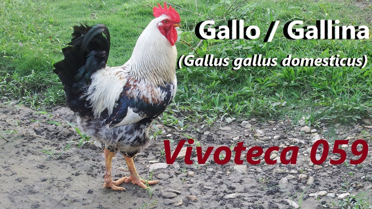 Vivoteca 59 Gallina Gallo Gallus gallus domesticus - YouTube