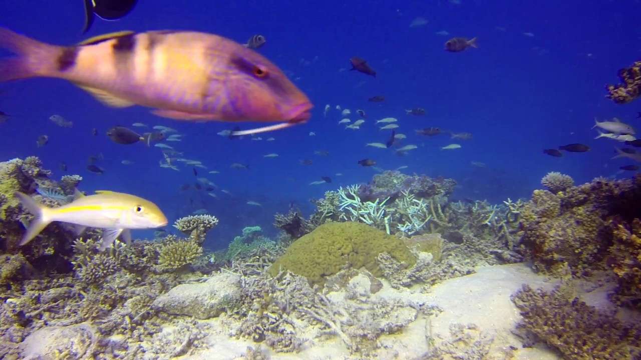 Coral Reef Screensaver 6 HD - YouTube