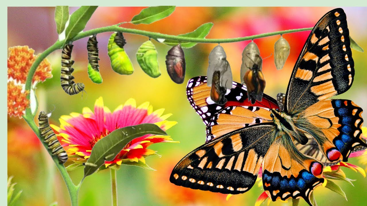 BUTTERFLY.. EXCITED WITH BUTTERFLY LIFE TRANSFORMATION.. SO BEAUTIFUL ...
