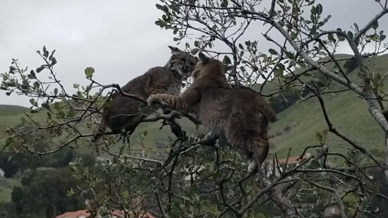 Bobcats fighting - YouTube