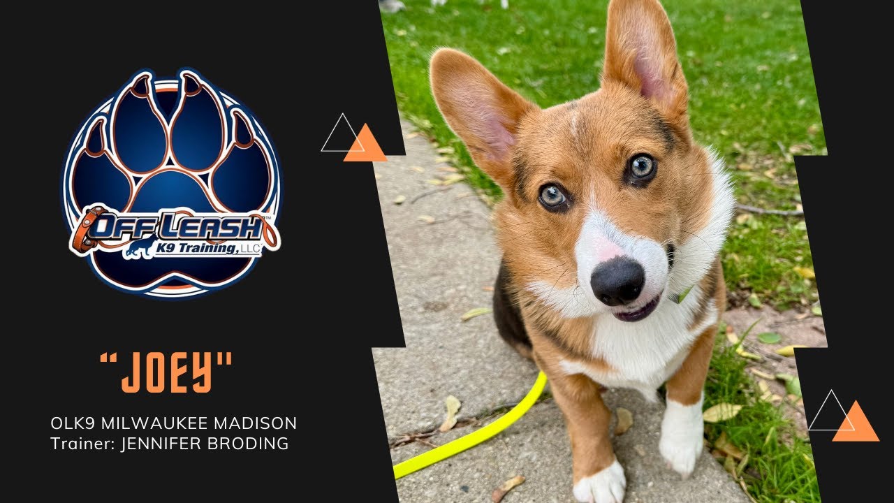 Joey's Journey to Calm Confidence: A Corgi's Transformation - YouTube
