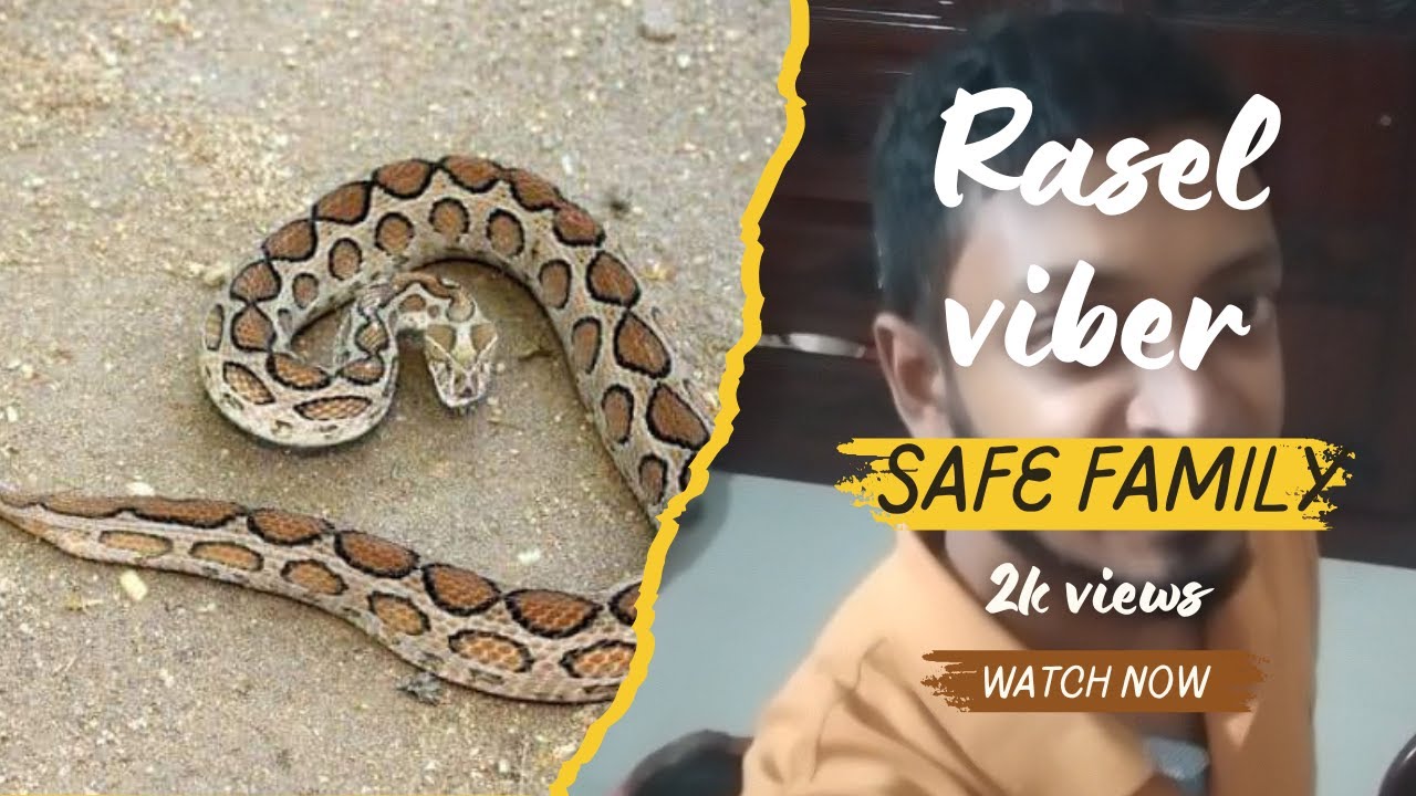 রাসেল ভাইপার / Rasel Viper সবাই সাবধান #রাসেলভাইপার #raselviper #capcut ...