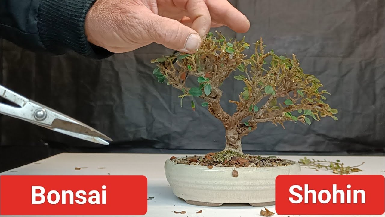 Tutorial: Bonsai Shohin Cotoneaster Coral Beauty - Ghid Pas cu Pas - YouTube