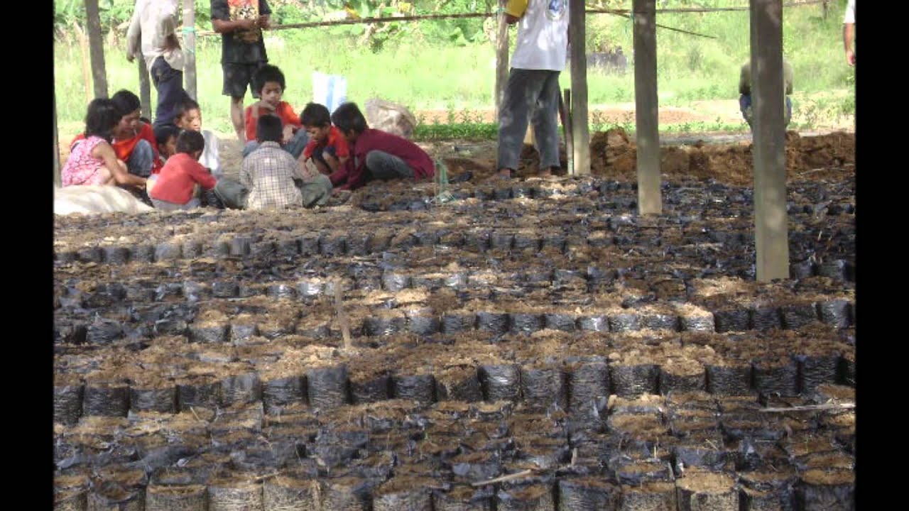 Pembibitan Aren di Nunukan Kaltim 2008-2010.wmv - YouTube