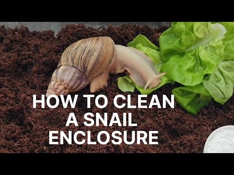 MY PET SNAIL | How To Clean A Snail Enclosure | ASMR - YouTube