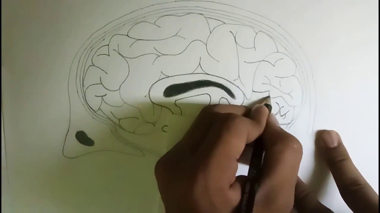 How to draw human brain diagram for beginners - YouTube