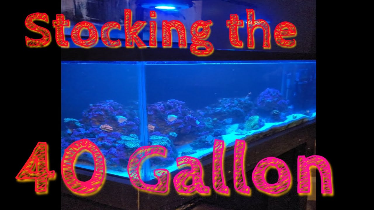 a quick tour of a local coral shop and intro to the channel. - YouTube