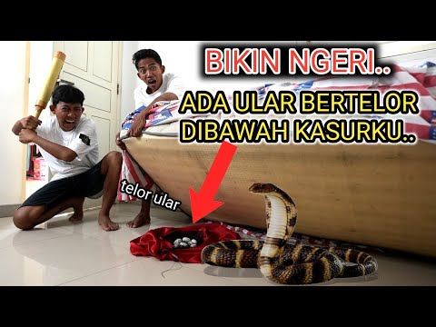 YA AMPUN ADA UL4R YANG BERSARANG DIKASURNYA ARIK SAMPE BERTELUR😱?? | Mikael Family