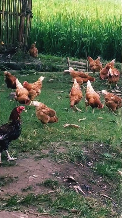 Ayam Petelur Rumahan Umbaran - YouTube