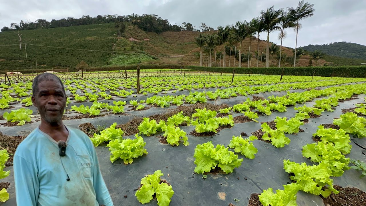PASSO A PASSO DE COMO PLANTAR HORTALIÇAS DO JEITO CERTO - YouTube