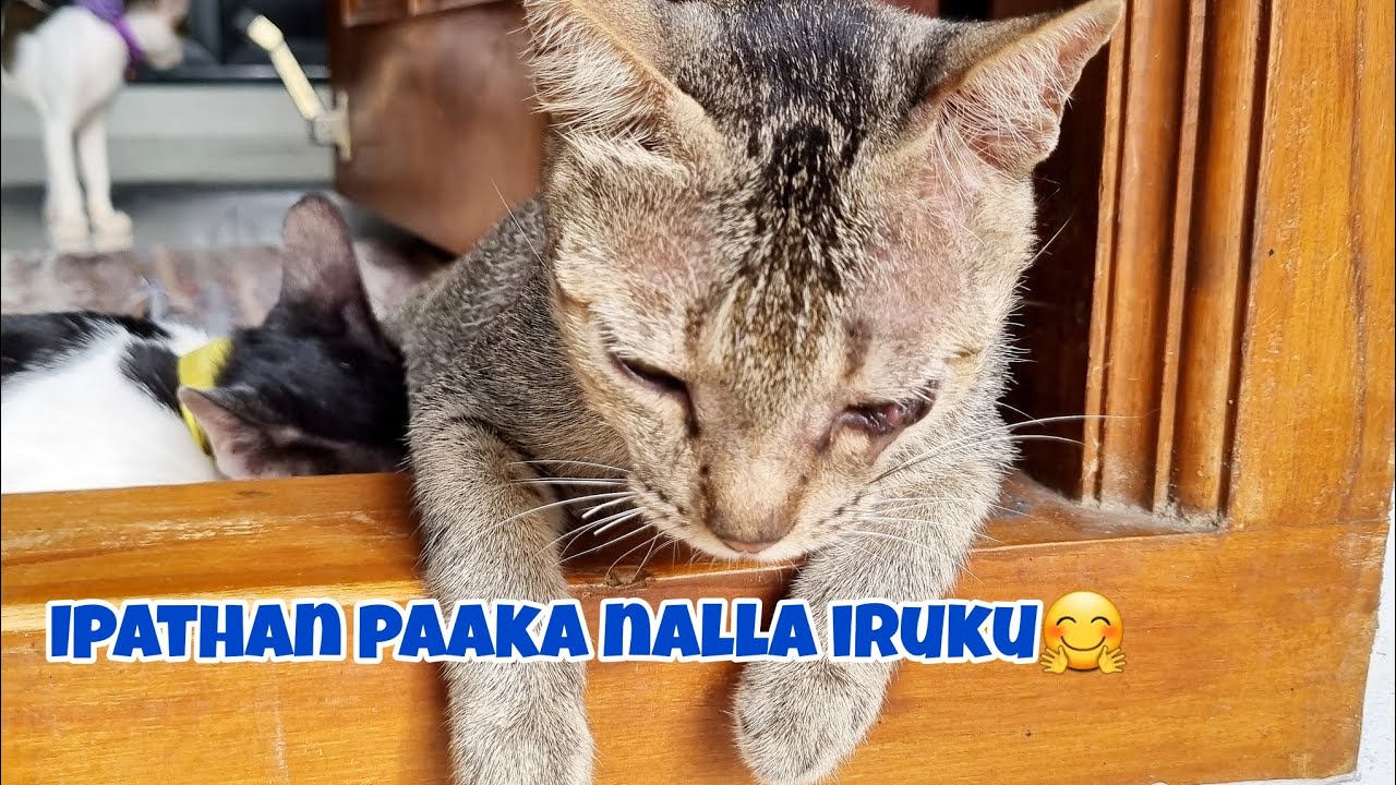 😼Un Masking Aara😷 | Inime free ah irukalam ️ Happy freedom🔥 #cat # ...