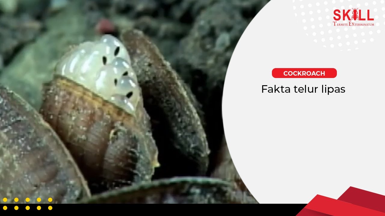 Fakta Telur Lipas - YouTube