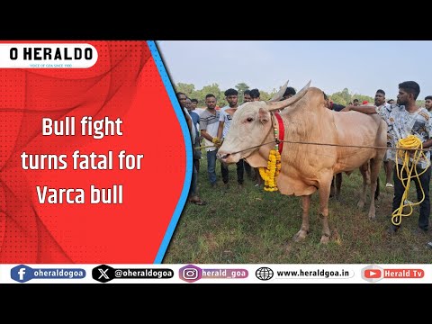 Bull fight turns fatal for Varca bull