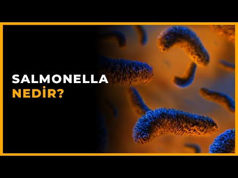 Salmonella Nedir? - Bakteriler Hakkında
