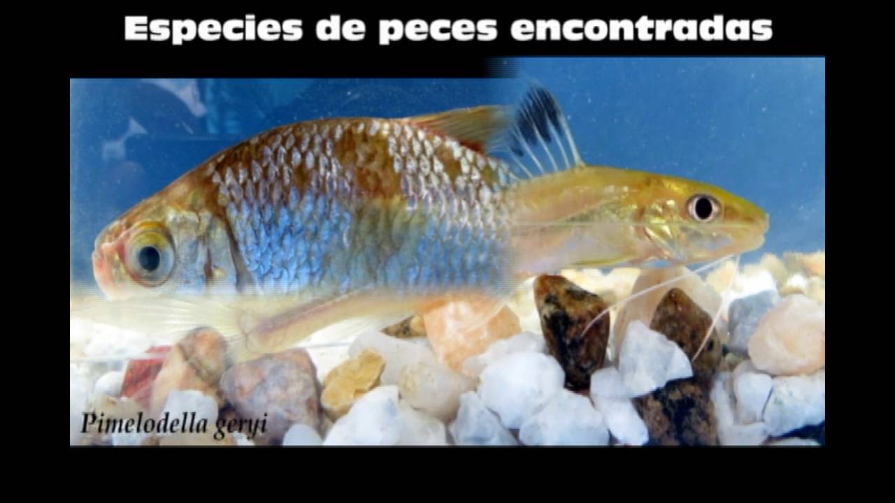 Los peces de la laguna la Cocha un paraíso perdido - YouTube