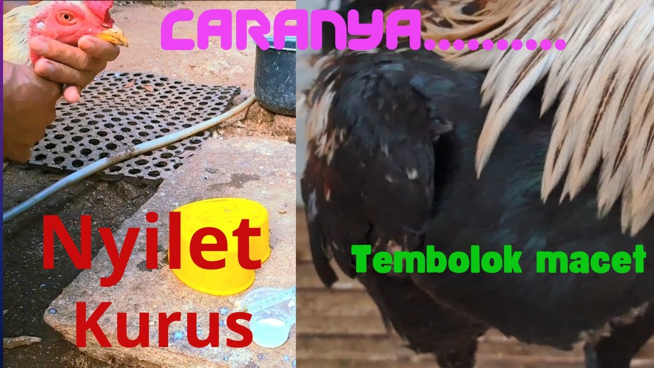 CARANYA mudah! atasi ayam nyilet kurus tembolok tidak turun - YouTube