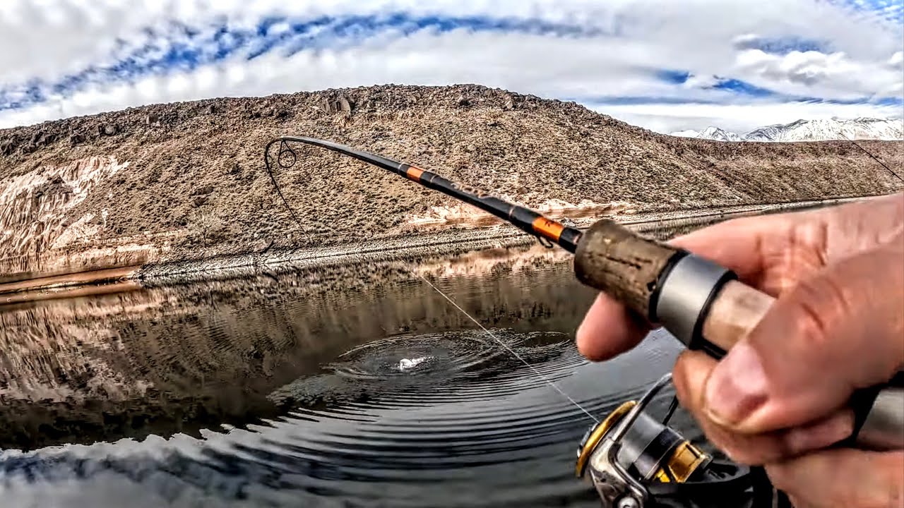 Hard Fighting Rainbow Trout Of Pleasant Valley Reservoir #Bishop # ...