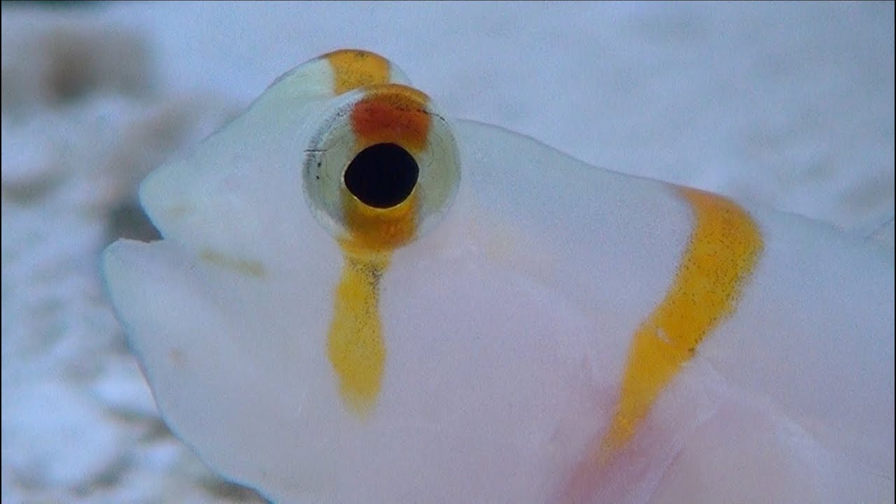 Amblyeleotris randalli (Randall's prawn-goby) to protect its own ...