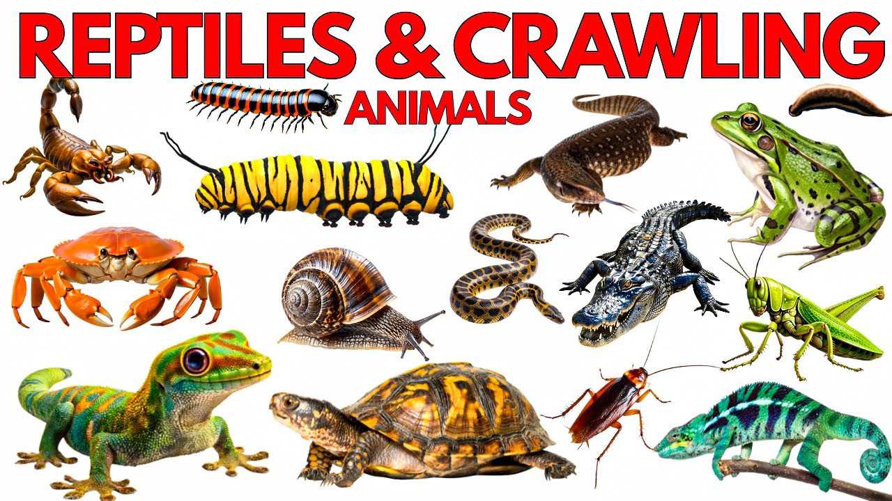 Reptiles and Crawling Animals for Kids | Reptiles & Crawling Creatures ...