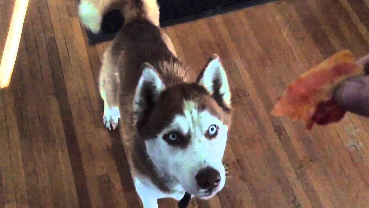 Siberian Husky hilariously struggles to catch food - YouTube