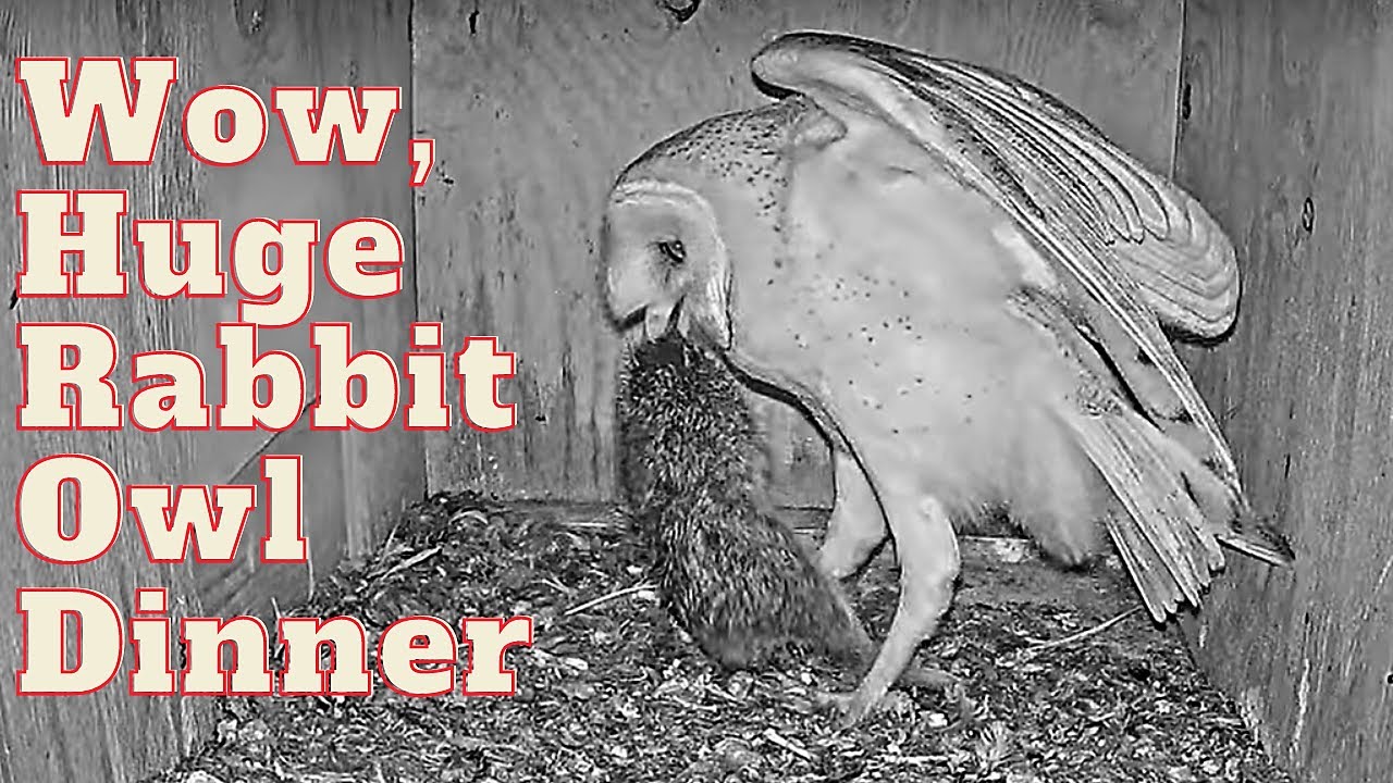 Wow, that is a huge Owl dinner: a Barn owl fledgling returns to its ...