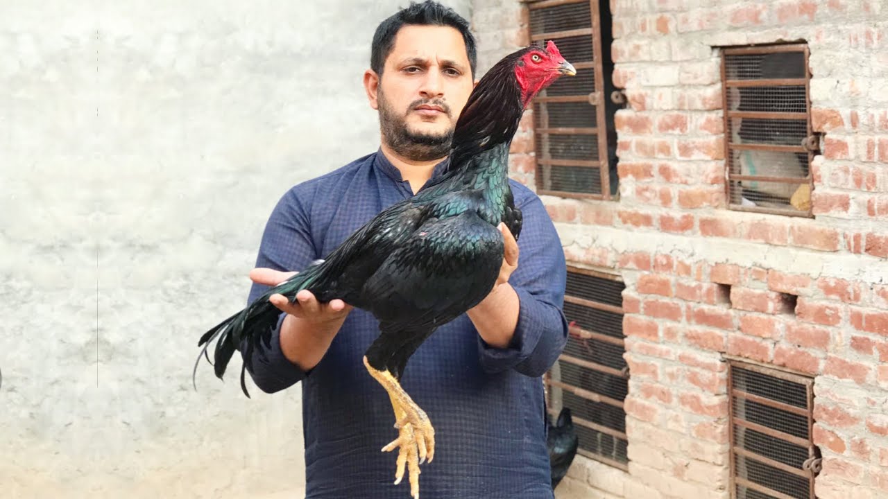 Aseel murghi ka ilaj | murgi ka pota band | pet birds care | aseel ...