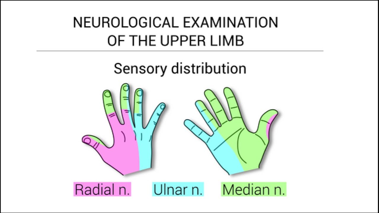 Basic Science: Anatomy of Peripheral N Examination of UL - YouTube
