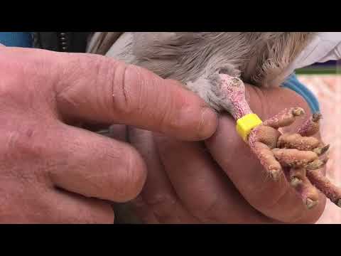 como curarle un callo a las palomas