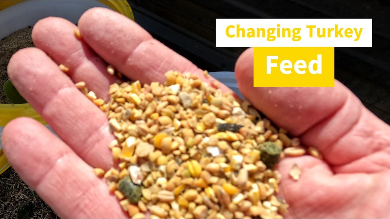 Turkey Feed Change! - YouTube
