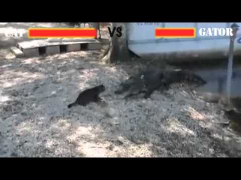 CAT vs ALLIGATORS - YouTube