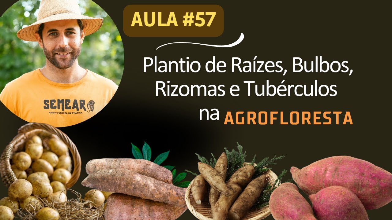 Plantio de Raízes, Bulbos, Rizomas e Tubérculos na Agrofloresta Aula #57 - YouTube