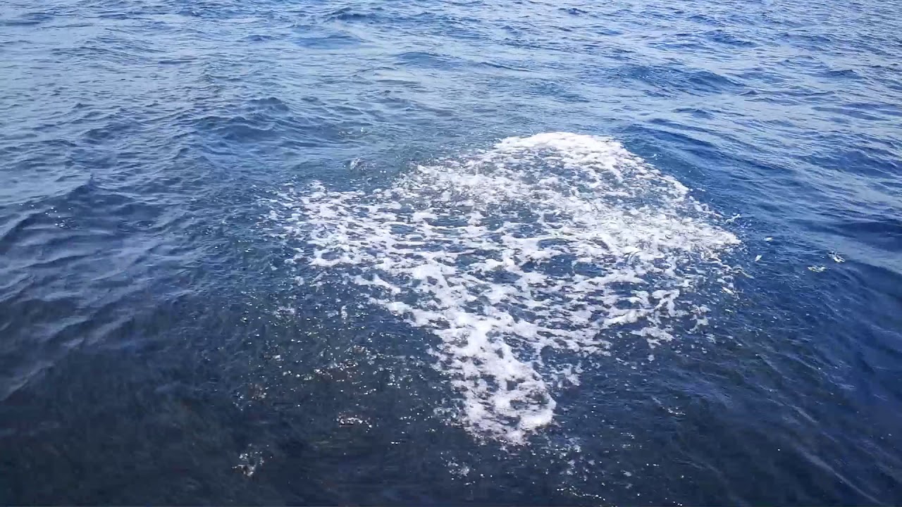 Noosa, Sunshine Reef, When the Fishing is Easy. - YouTube