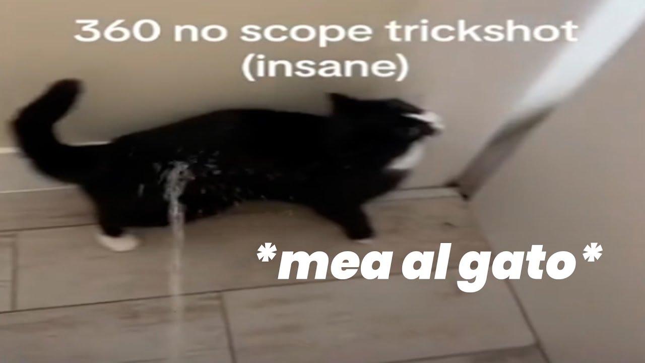 MEABA AL GATO 😂 | Revisando memes de Discord #44 - YouTube