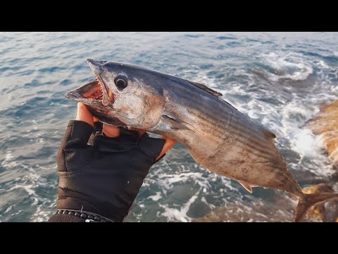 PALAMUTLAR ÇILDIRMIŞ... jiglerimi parçaladilar | Micro jig palamut (torik) avı