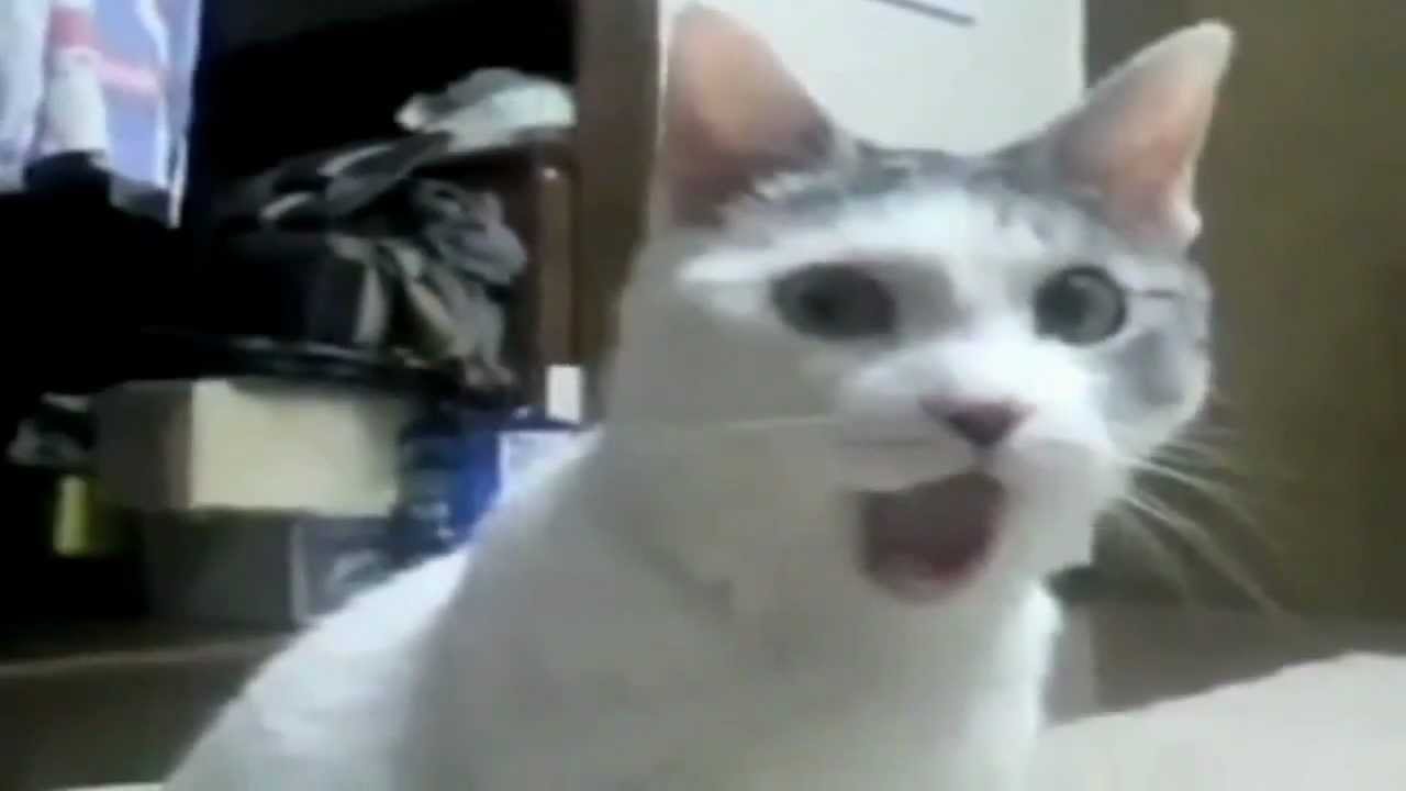 Funny Cat and little asian boy dancing!!!! MUST WATCH - YouTube
