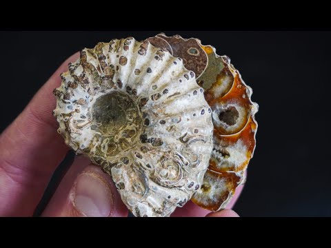 Découpe d'ammonites pour révéler les cristaux à l'intérieur (Crétacé) Partie 1