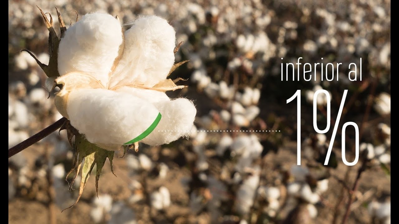 Qué es algodón? Origen y Significado del algodón - YouTube