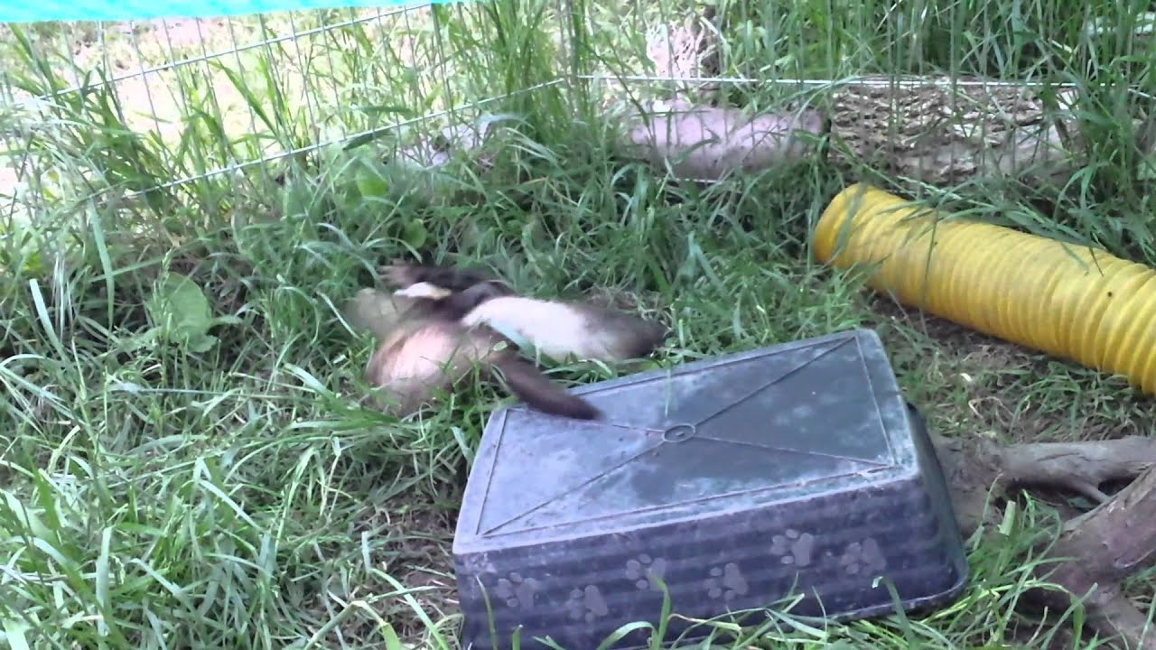 Ferret brothers playing together - YouTube
