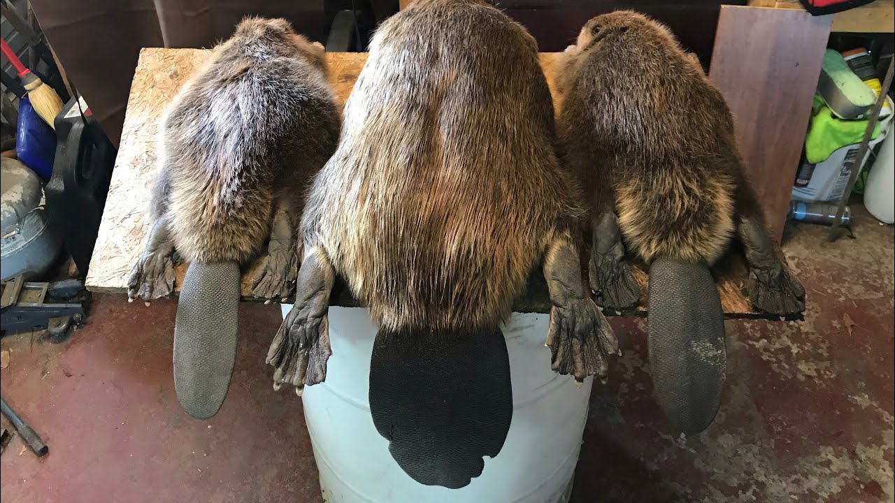 Fur Handling - How to skin a beaver - YouTube
