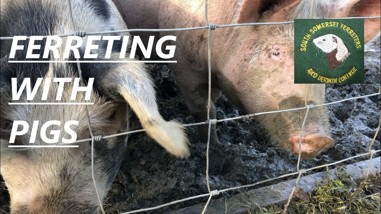 Ferreting with pigs - rabbit hunting - ferrets - YouTube
