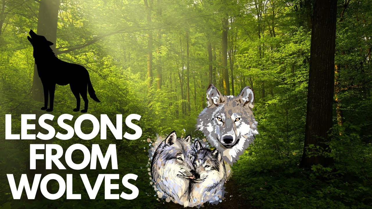 FINDING STRENGTH IN UNITY- Top 5 Teamwork Lessons from Wolf Packs - YouTube