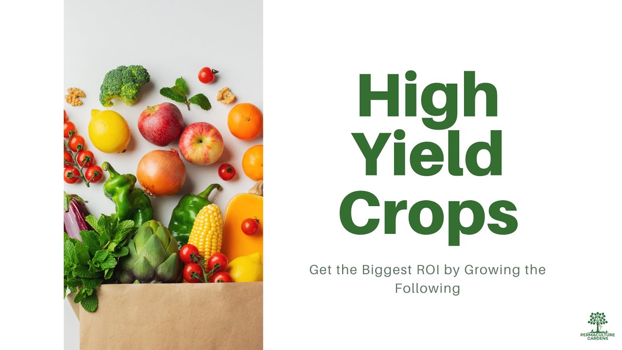 High Yield Crops: Plant that bring a big ROI - YouTube