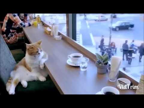 Vize haftası vinelari dertli kedi...