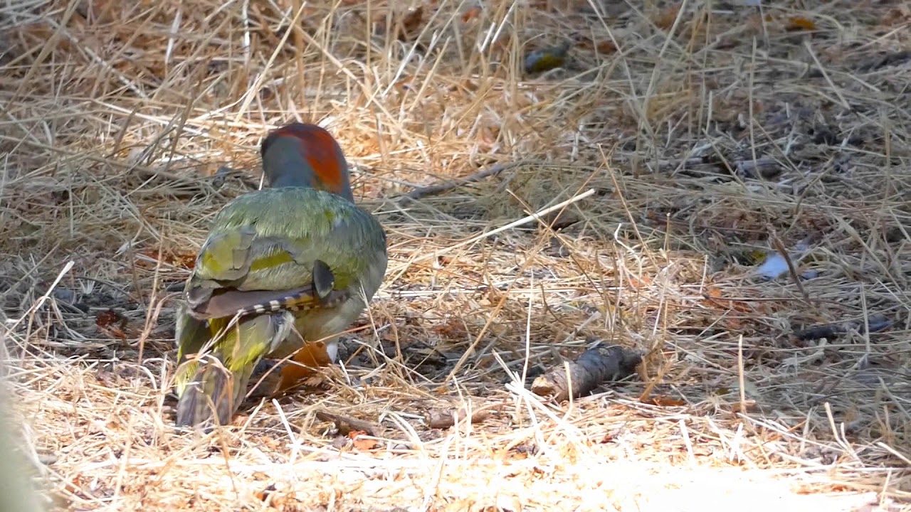 PITO REAL _ PICUS VIRIDIS - YouTube