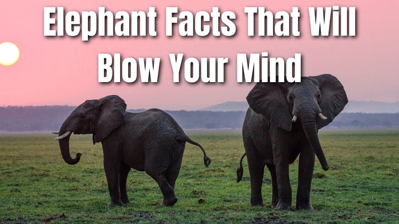 Elephant Facts That Will Blow Your Mind - YouTube