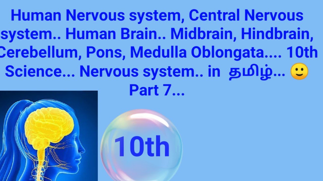 10th std... Mid and hind brain... Explanation in தமிழ்... 🙂 part 7 ...