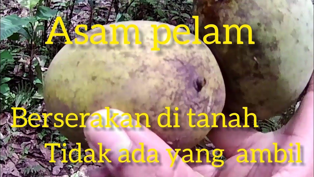 pulang mancing nemu asam pelam /buah khas kalimantan berserakan di ...