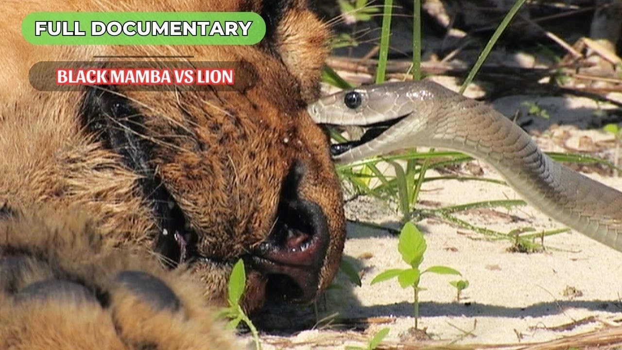 What will happen to this Lion after being bitten by the Black Mamba Snake / Black Mamba vs Lion ...